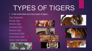Tigers | PPTX
