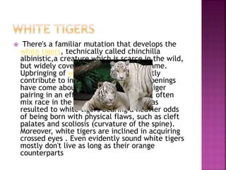 Tigers | PPT