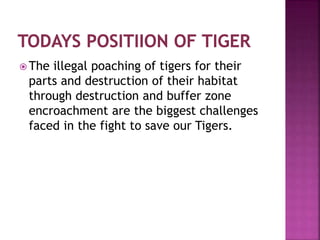 Tigers | PPTX