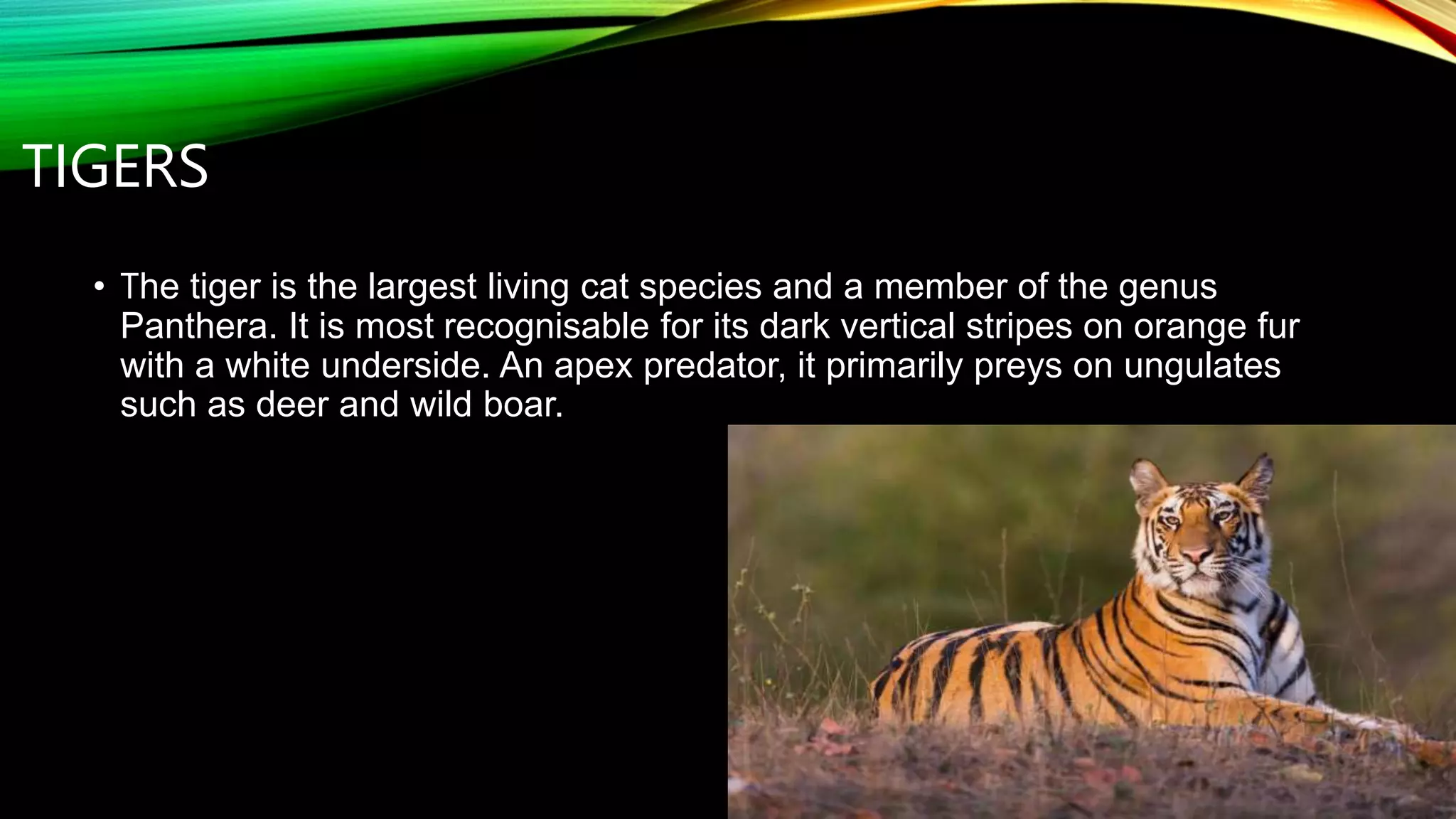 tigers.pptx