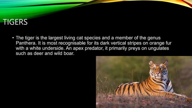 tigers.pptx