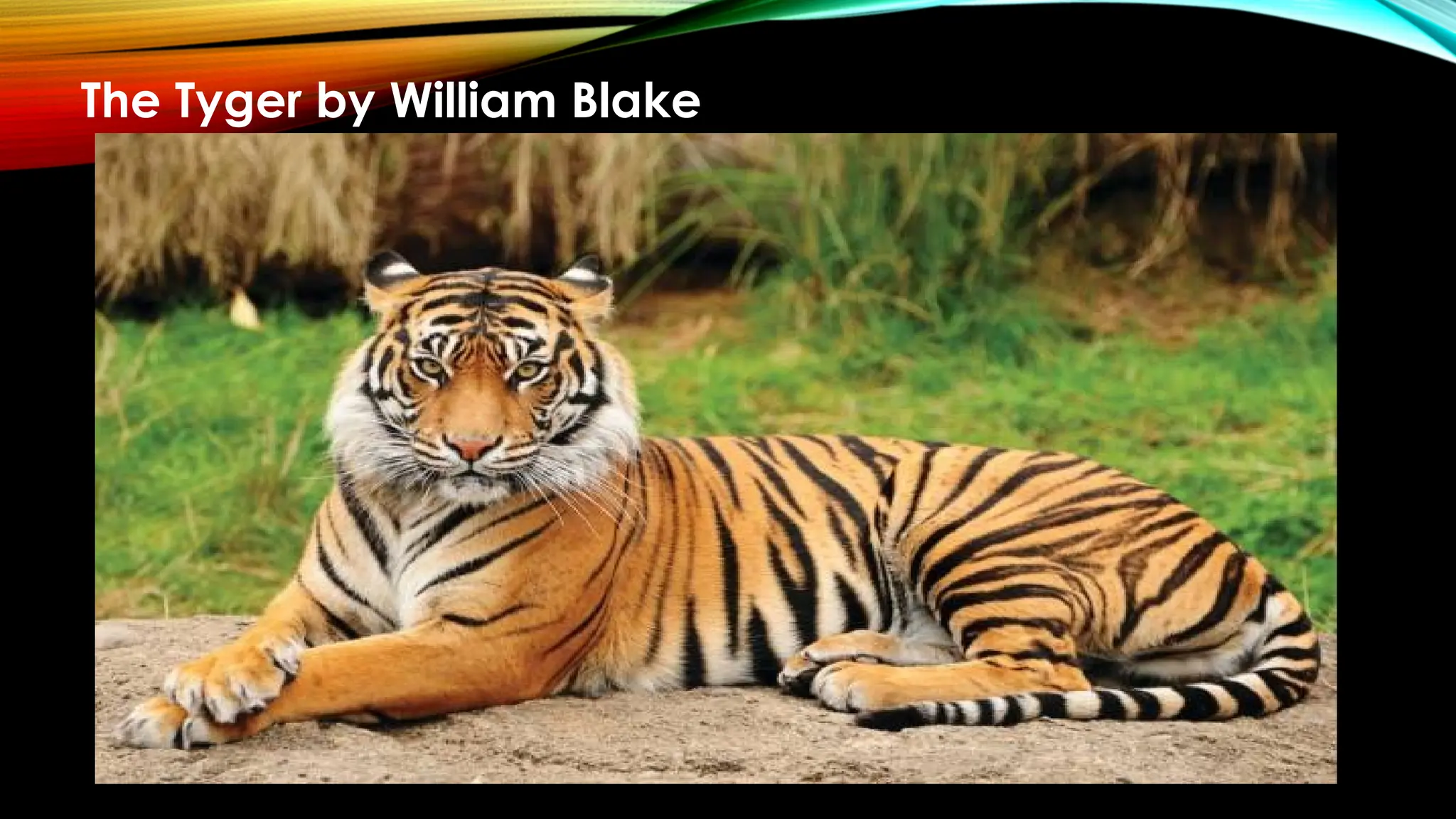 Tigerspowerpointpresentationforsmallkidstolearn.pptx