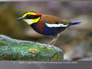 India birding tours- Tiger safari | PDF