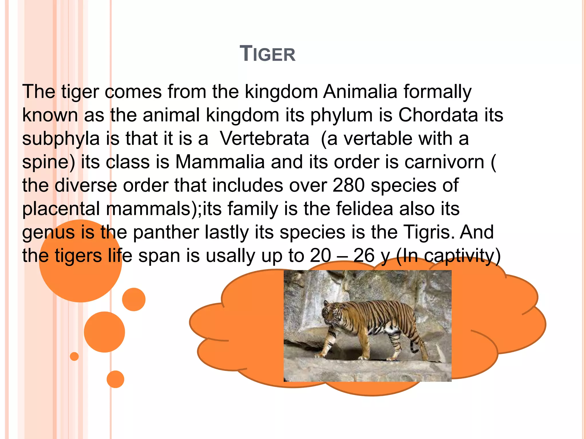 Tiger science animal kingdom | PPT