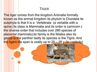 Tiger science animal kingdom | PPT