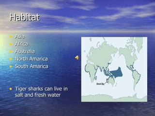 Tiger shark | PPT