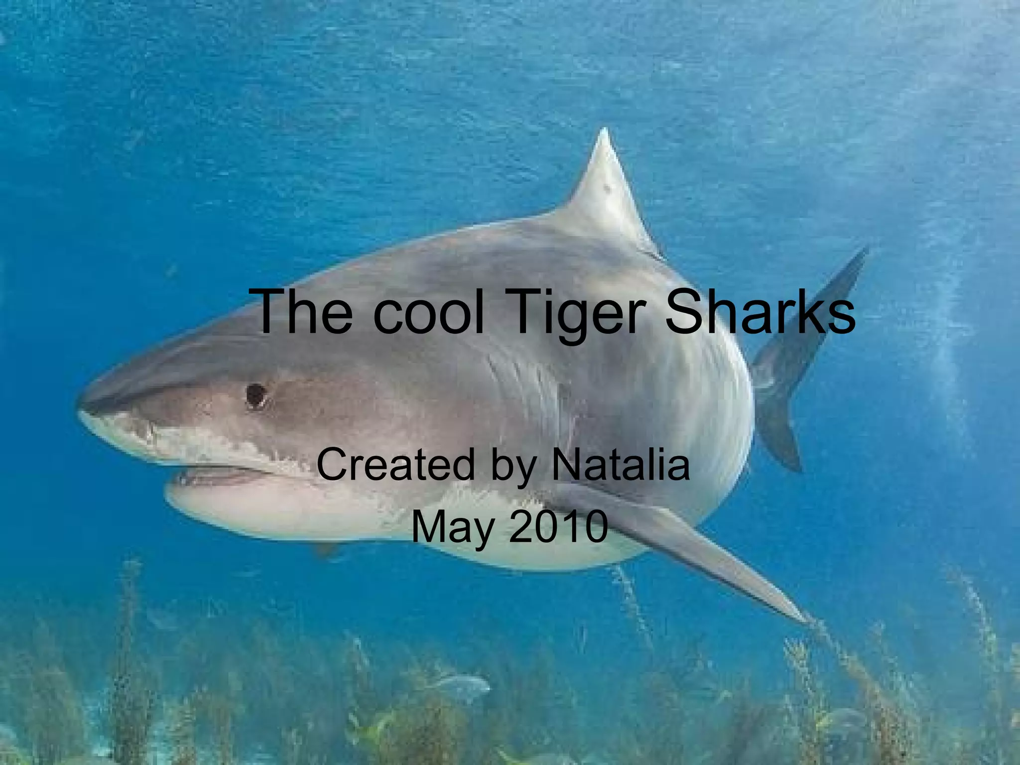 Tiger sharks | PPT