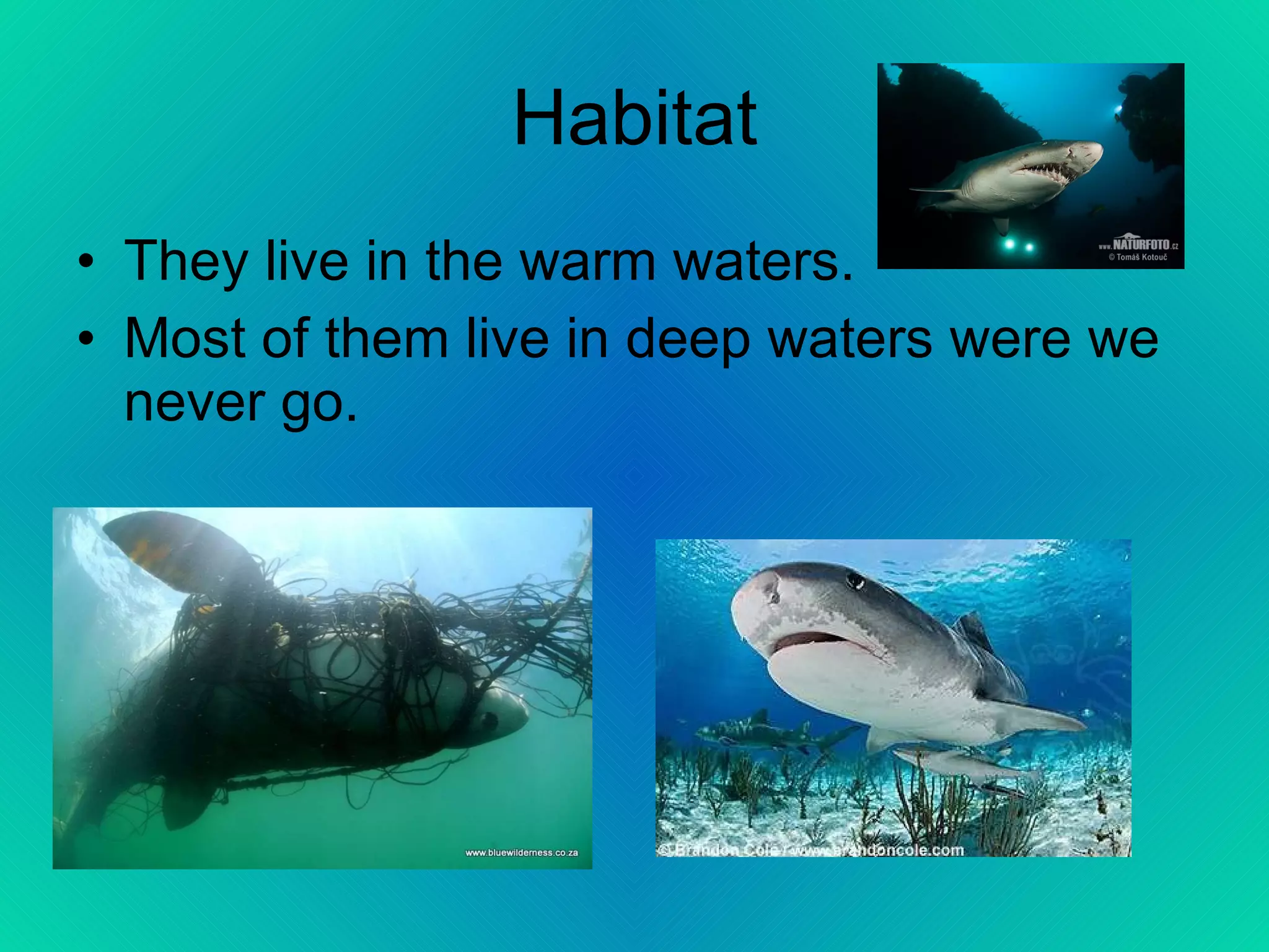 Tiger sharks | PPT