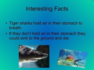 Tiger sharks | PPT