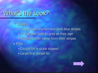 Tiger sharks | PPT