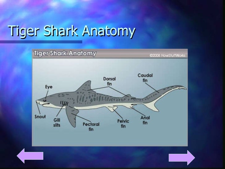 Sand Tiger Shark Anatomy