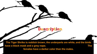 Tiger Shrike | PPT