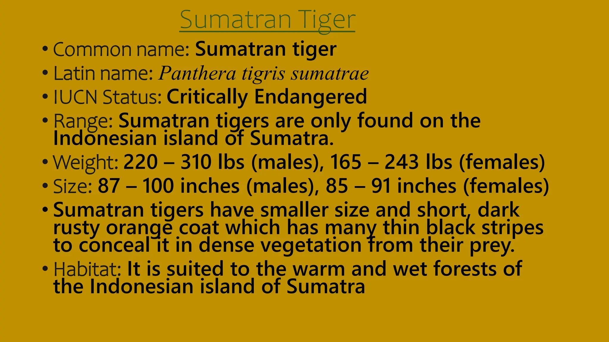 Tiger-Subspecies Postgraduate candidates | PPTX