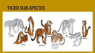 Tiger-Subspecies Postgraduate candidates | PPTX