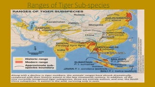 Tiger-Subspecies Postgraduate candidates | PPTX