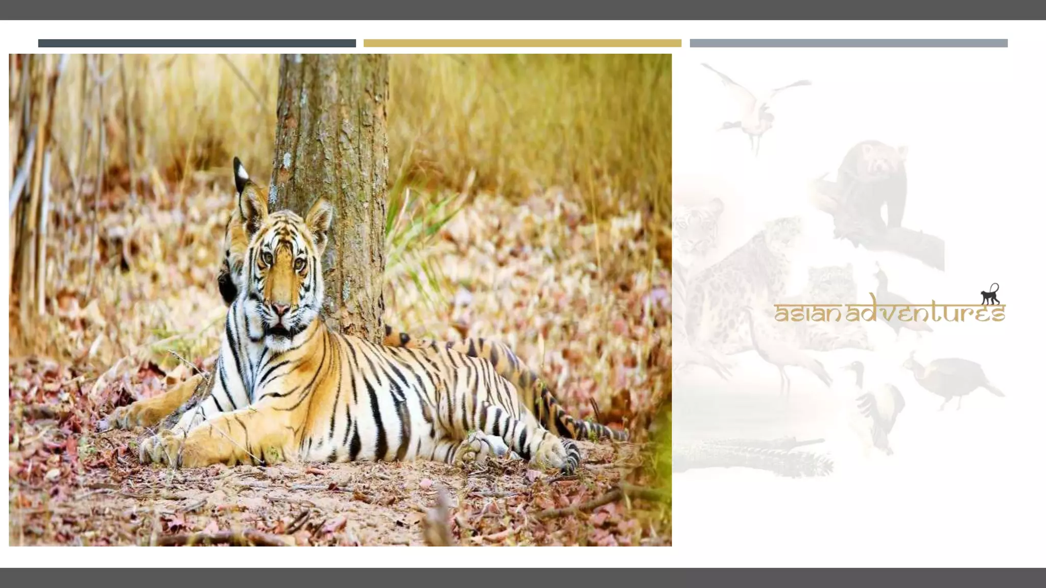 Tiger tours in india | PPT