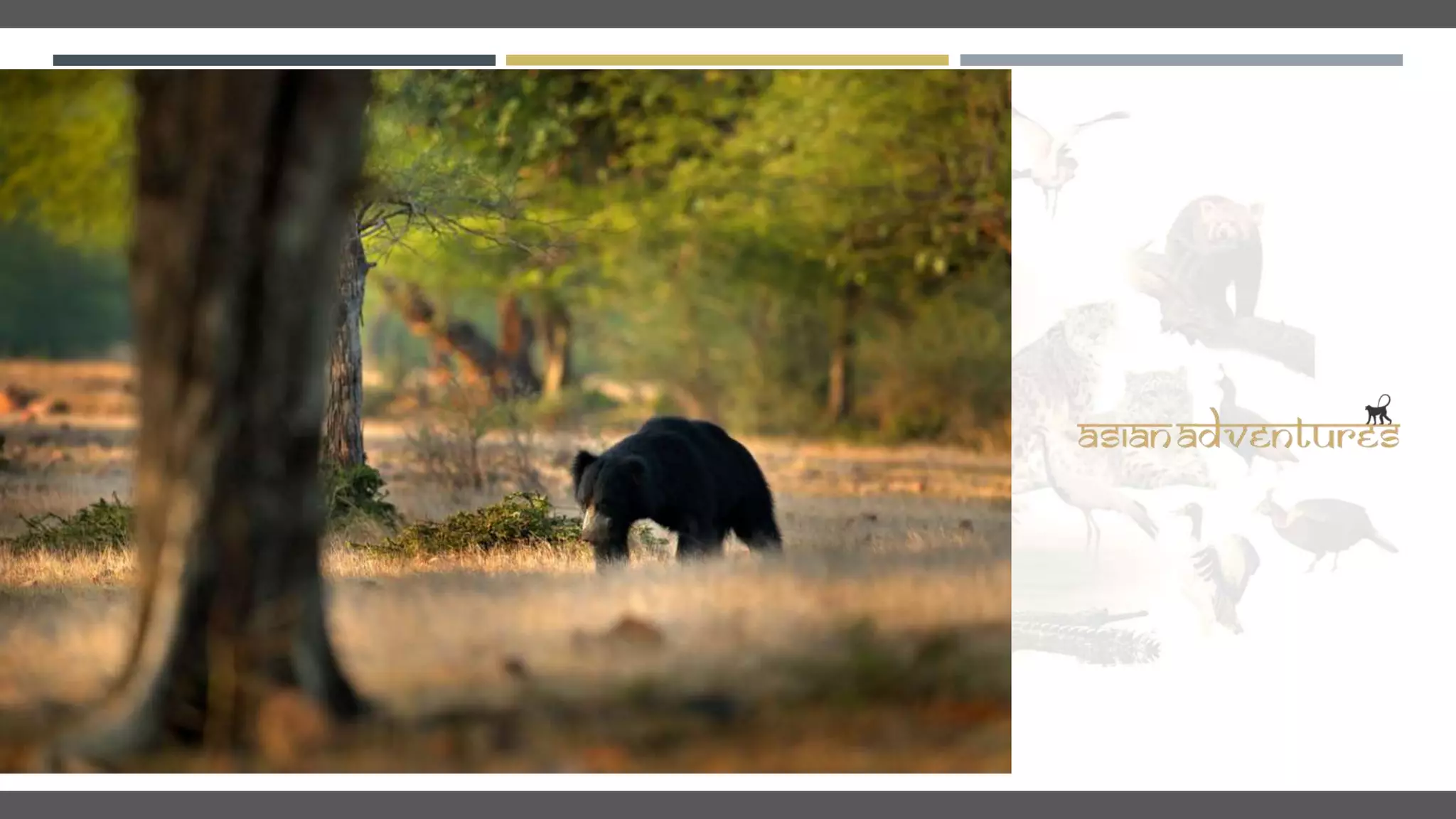 Tiger tours in india | PPT