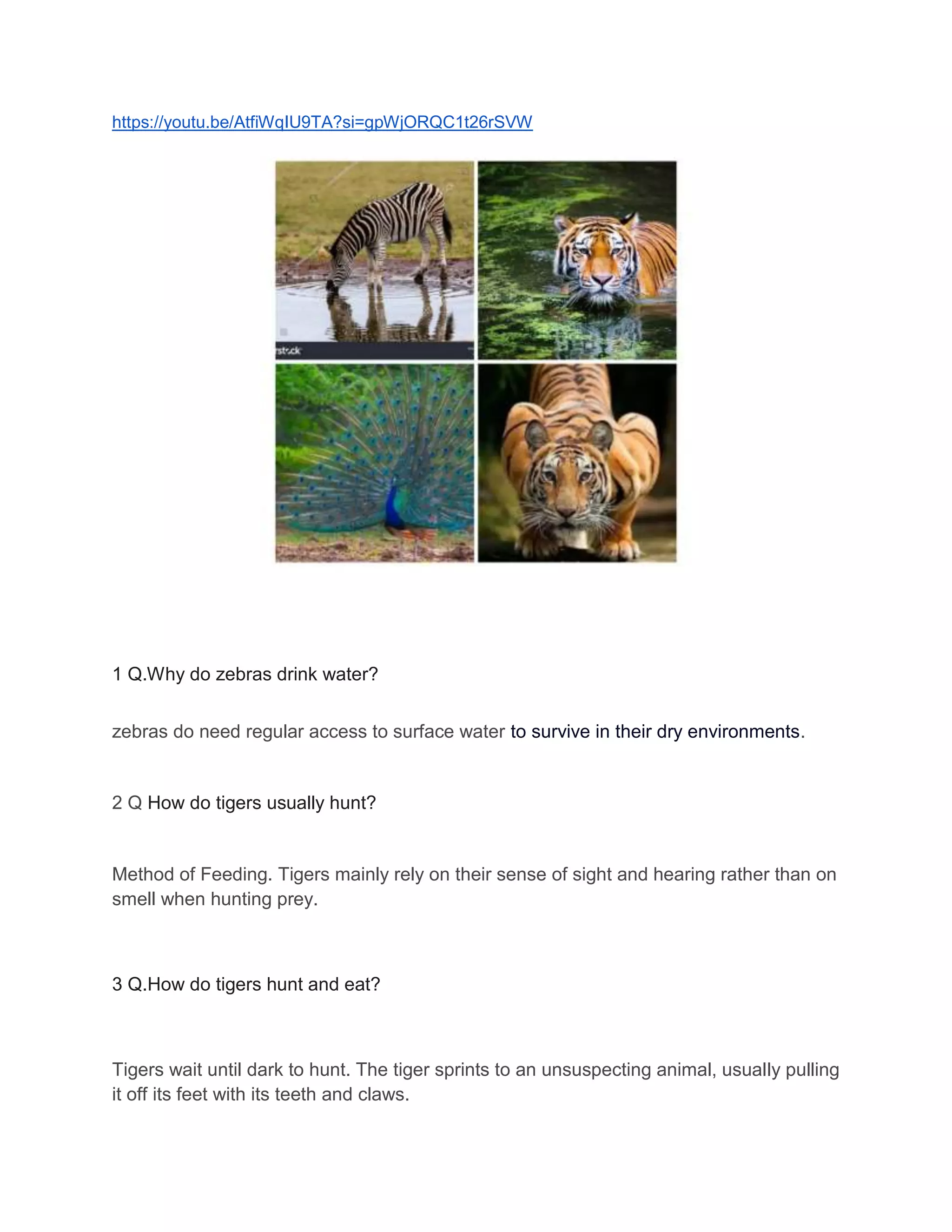 tiger trying to hunt peacock .docx