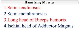 Thigh - Posterior Compartment, Hamstring muscles | PPT