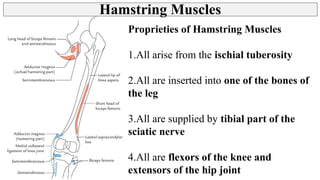Thigh - Posterior Compartment, Hamstring muscles | PPT