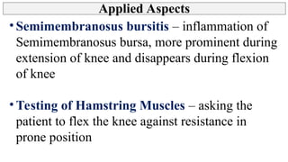 Thigh - Posterior Compartment, Hamstring muscles | PPT