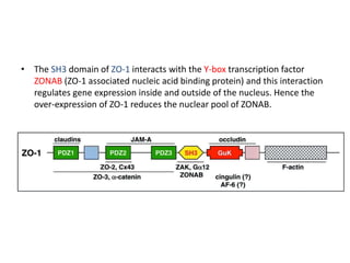 Tight junction & gene expression | PPTX
