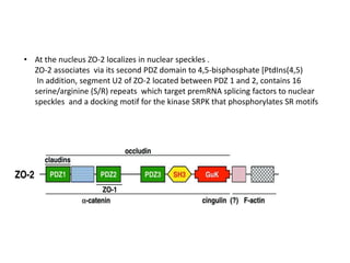 Tight junction & gene expression | PPTX