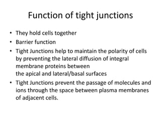 Tight junction & gene expression | PPTX