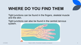TIGHT JUNCTIONS.pptx | Brain and Nervous System Disorders | Diseases ...