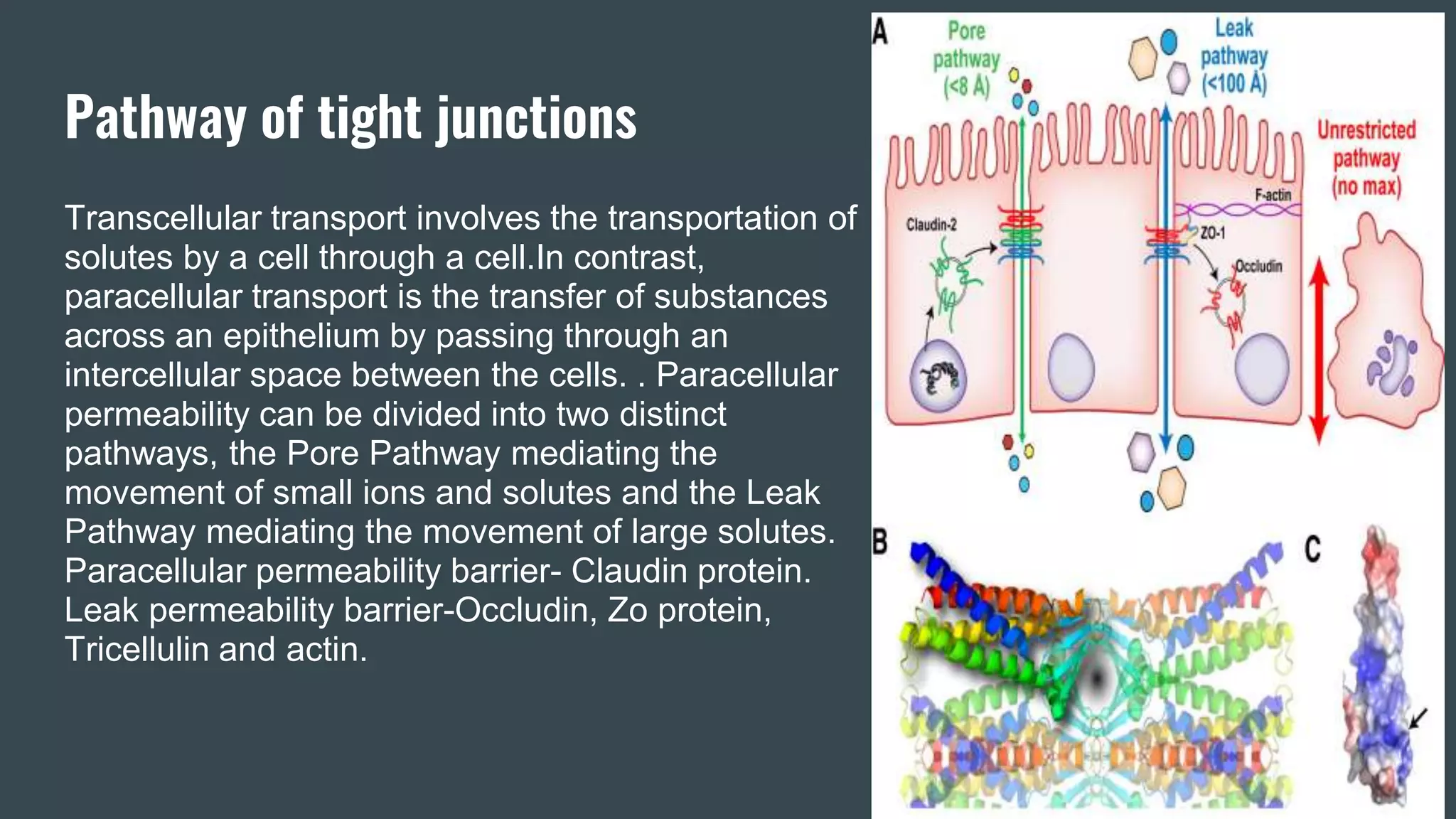 Tight junctions workshop - By Vaishnavi Charanya Sundar - Physiology ...