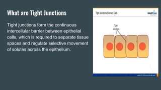 Tight junctions workshop - By Vaishnavi Charanya Sundar - Physiology | PPTX | Digestive ...