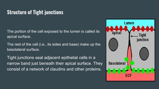 Tight junctions workshop - By Vaishnavi Charanya Sundar - Physiology ...
