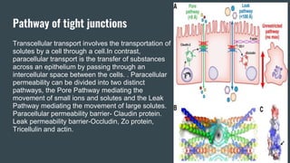 Tight junctions workshop - By Vaishnavi Charanya Sundar - Physiology | PPTX
