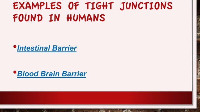 Tight junctions 1 | PDF | Digestive Disorders | Diseases and Conditions