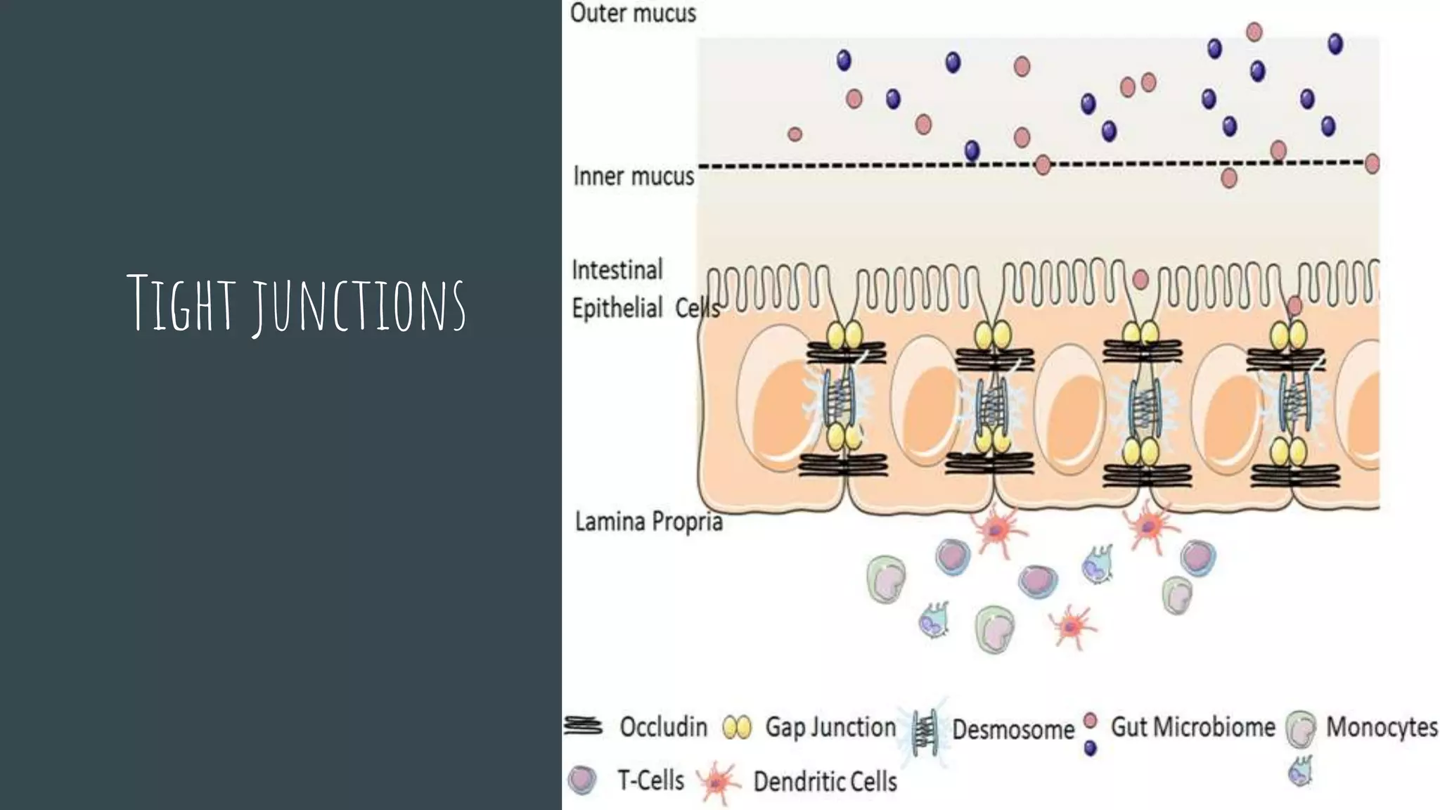 Tight junctions workshop - Vaishnavi Charanya Sundar- Physiology | PPTX