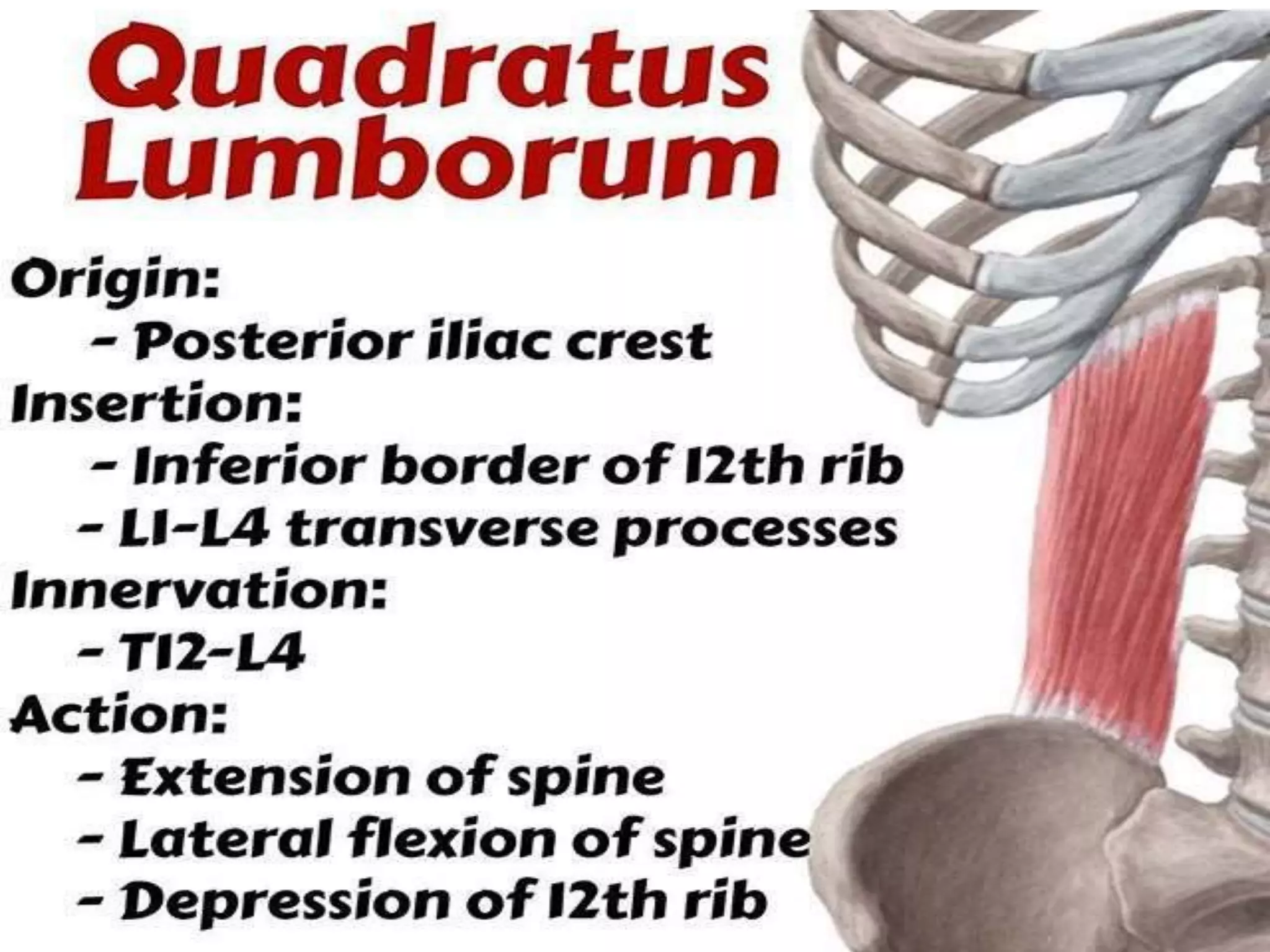 Tightness test for lower quadrent muscle | PPTX