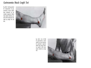 Tightness test for lower quadrent muscle | PPTX