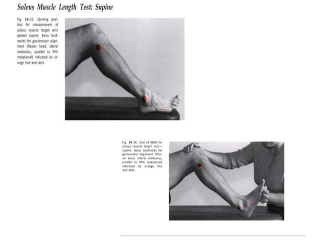 Tightness test for lower quadrent muscle | PPTX | Death, Injury, or ...