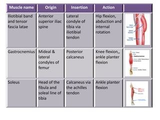 Tightness test for lower quadrent muscle | PPTX