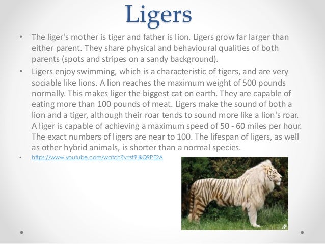 Ligers And Tigons Difference