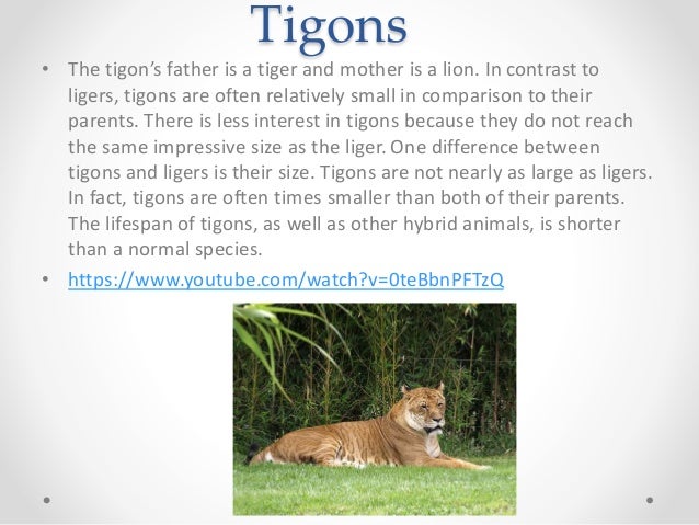 Tigons and ligers