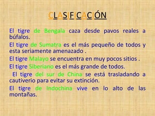 El Tigre | PPT