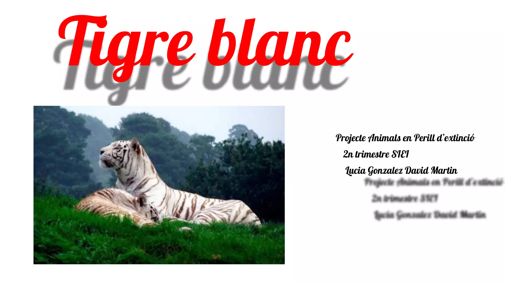 Tigre blanc | PPTX