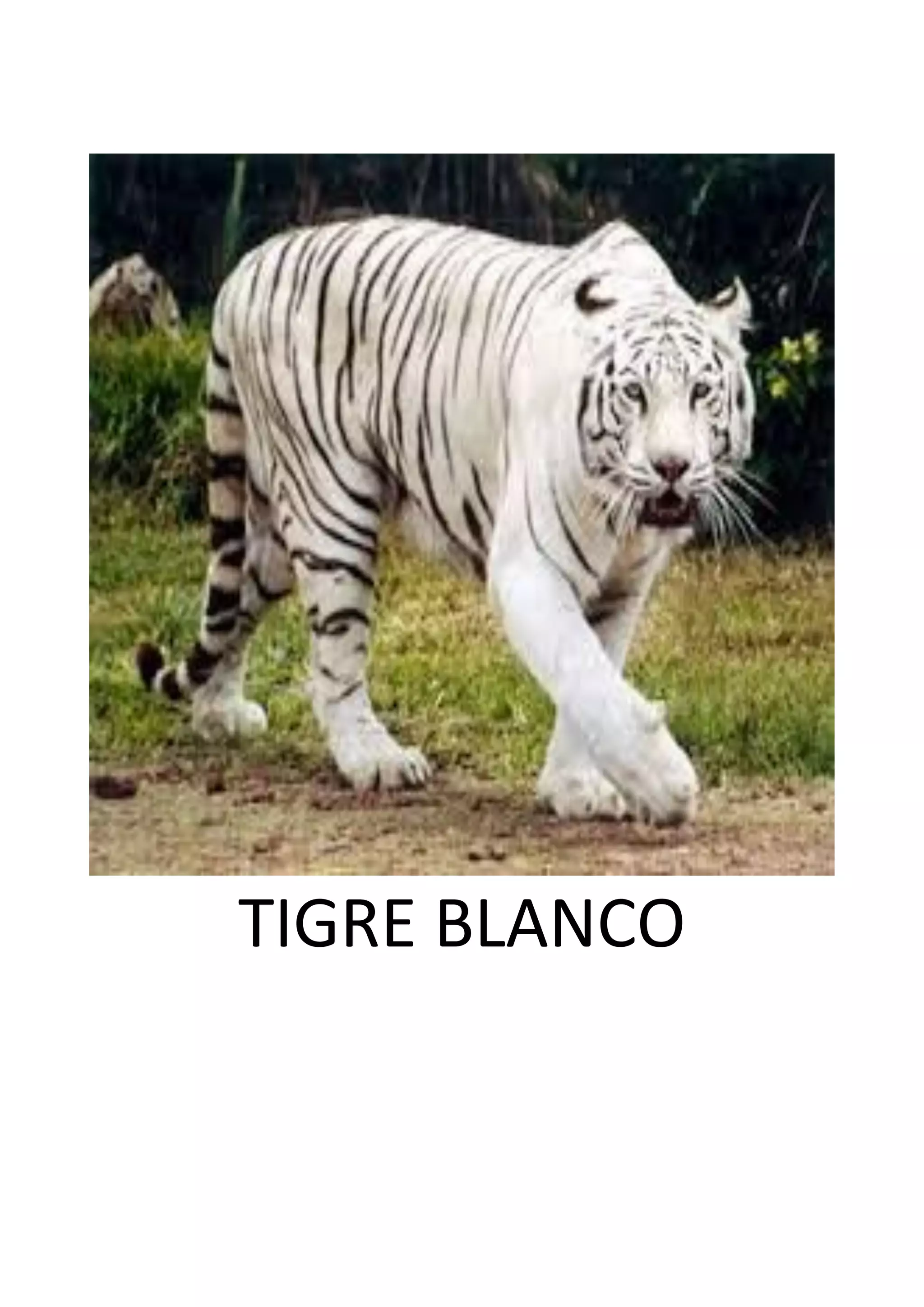 Tigre blanco | PDF