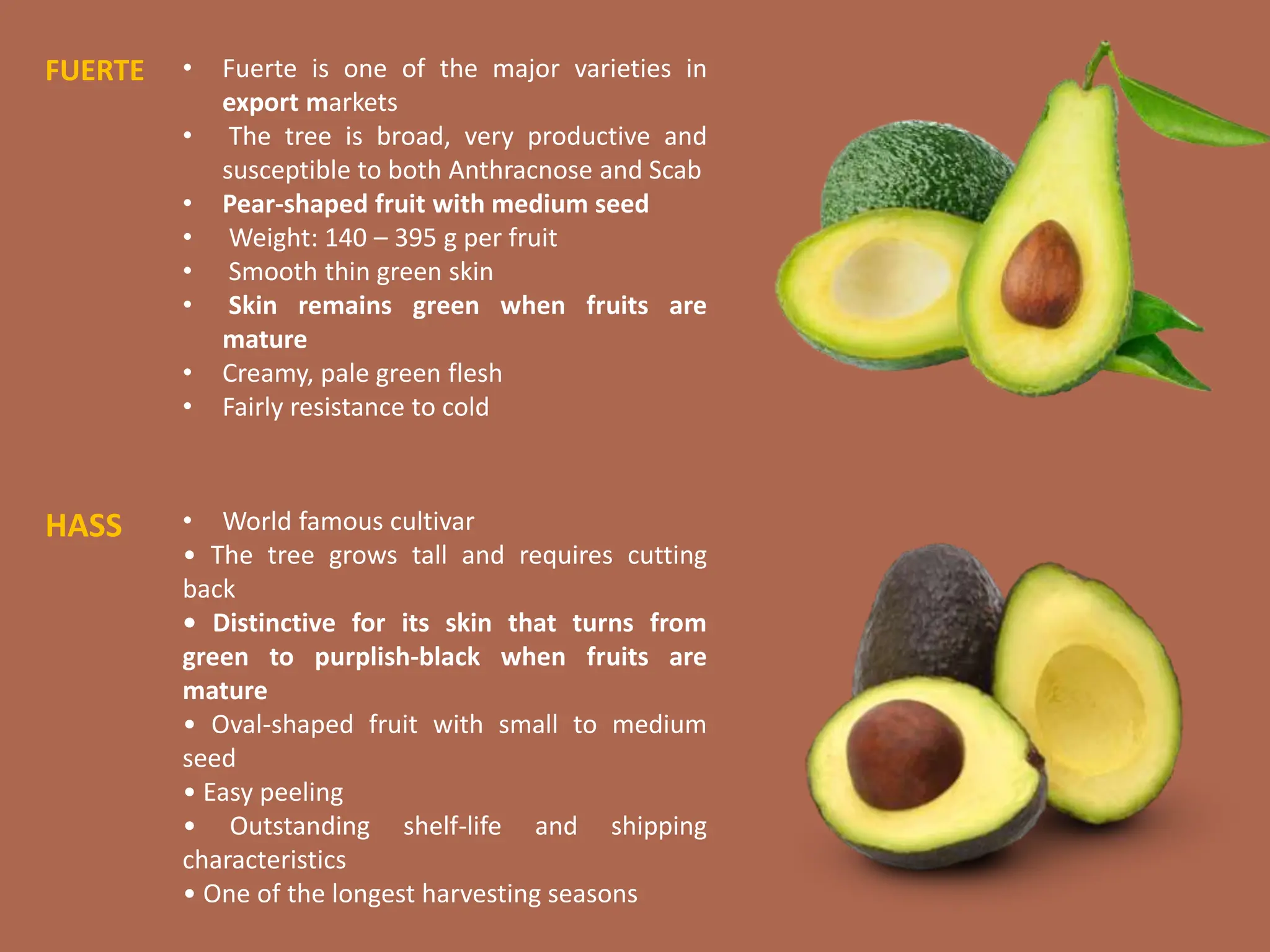 Crop improvement in Coconut, Oilpalm, Avocado, Mangosteen, Pineapple ...
