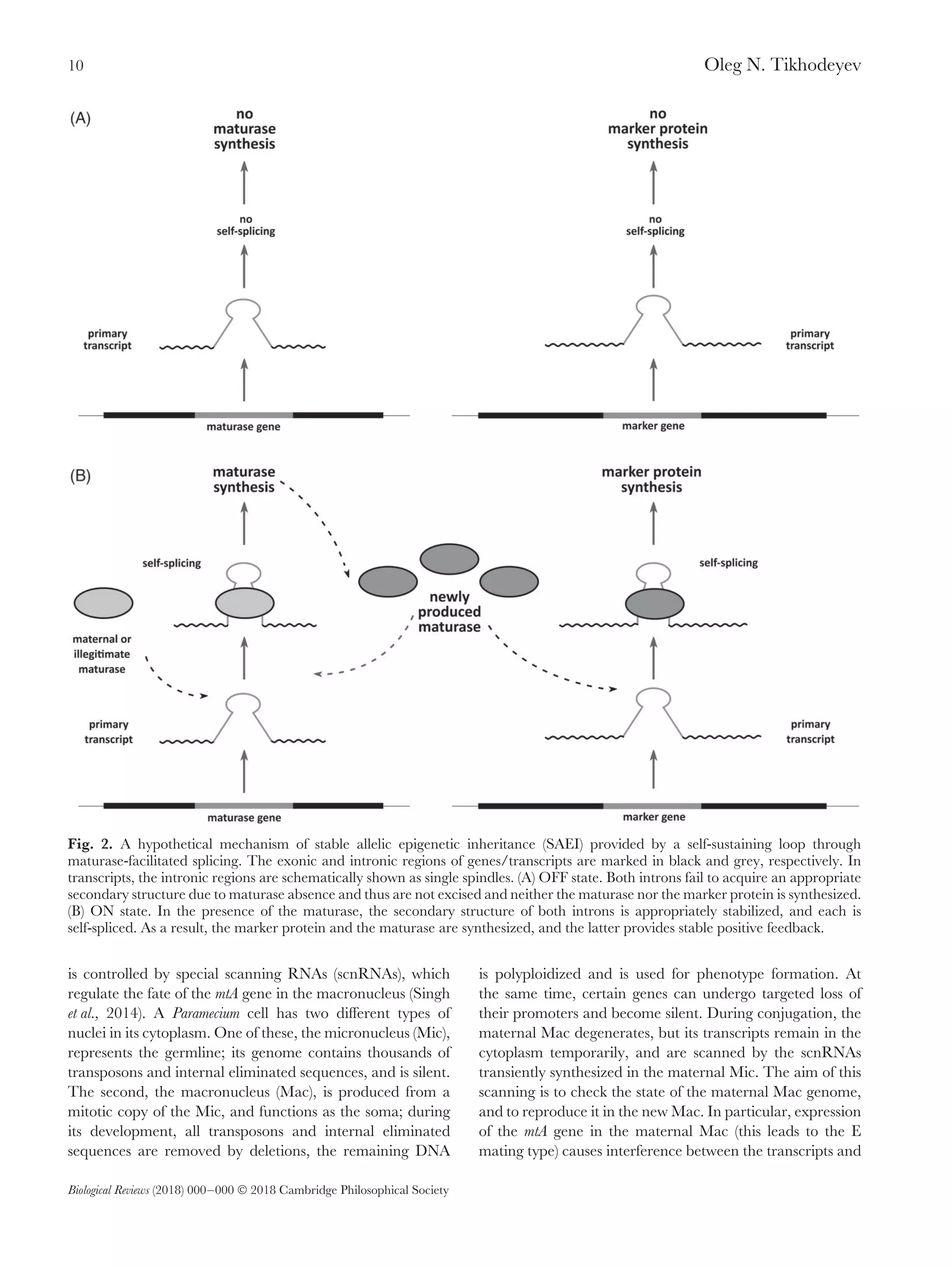 The mechanisms of epigenetic inheritance: how diverse are they? | PDF