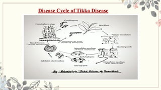 Tikka Disease types and symptoms.pdf ... | PDF