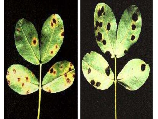 Tikka disease of groundnut