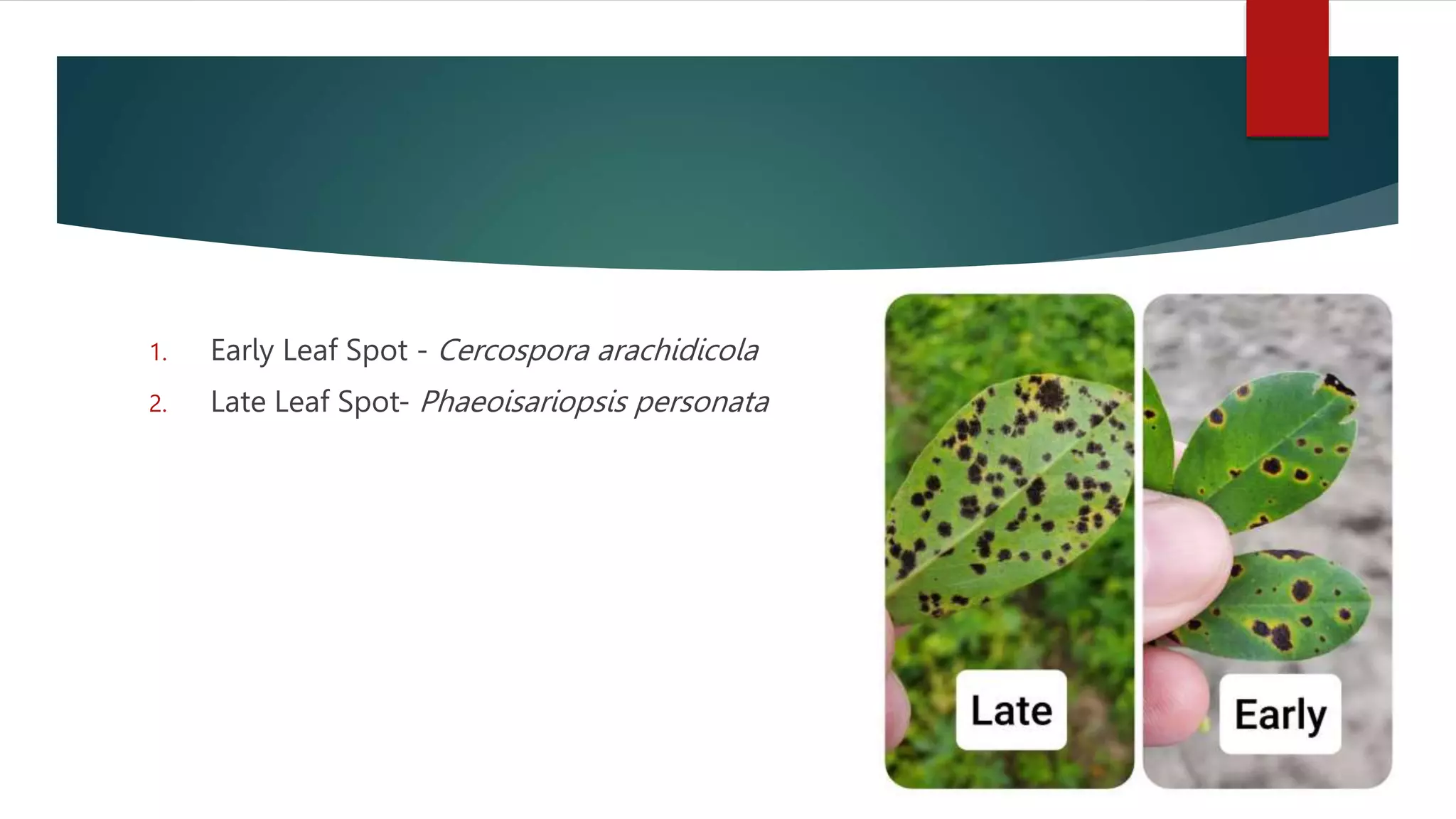 Tikka Leaf Spot Of Groundnut.pptx