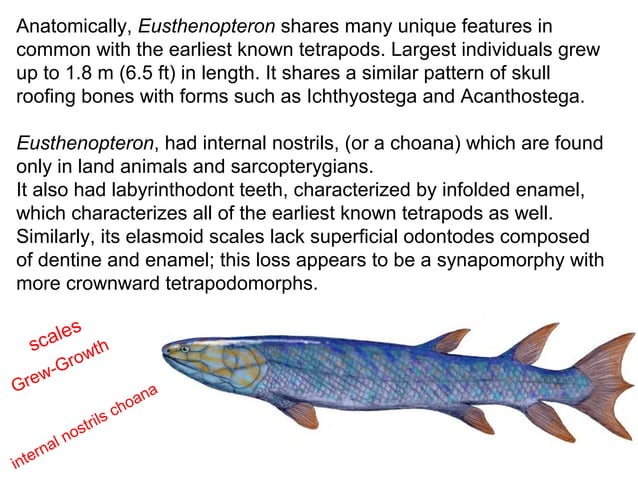 Tiktaalik roseae | PPT